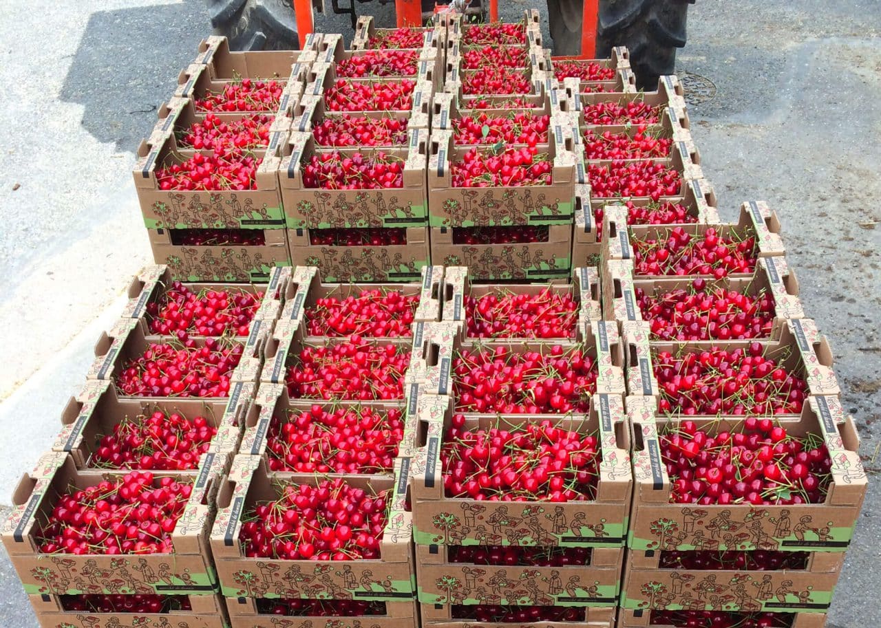 Nos vergers produisent des cerises d'exception : Cerise de Montmorency ...