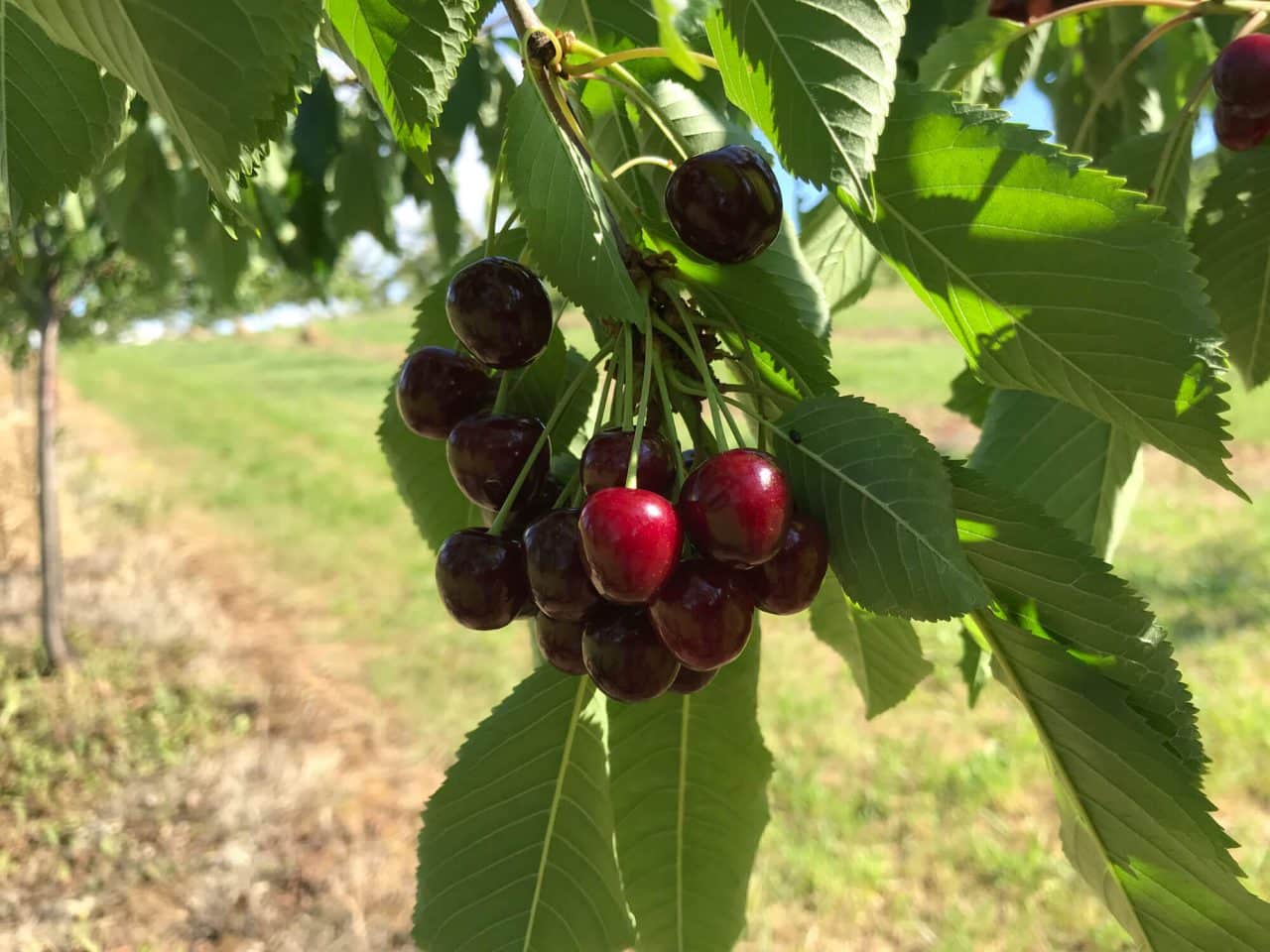 Nos vergers produisent des cerises d'exception : Cerise de Montmorency ...