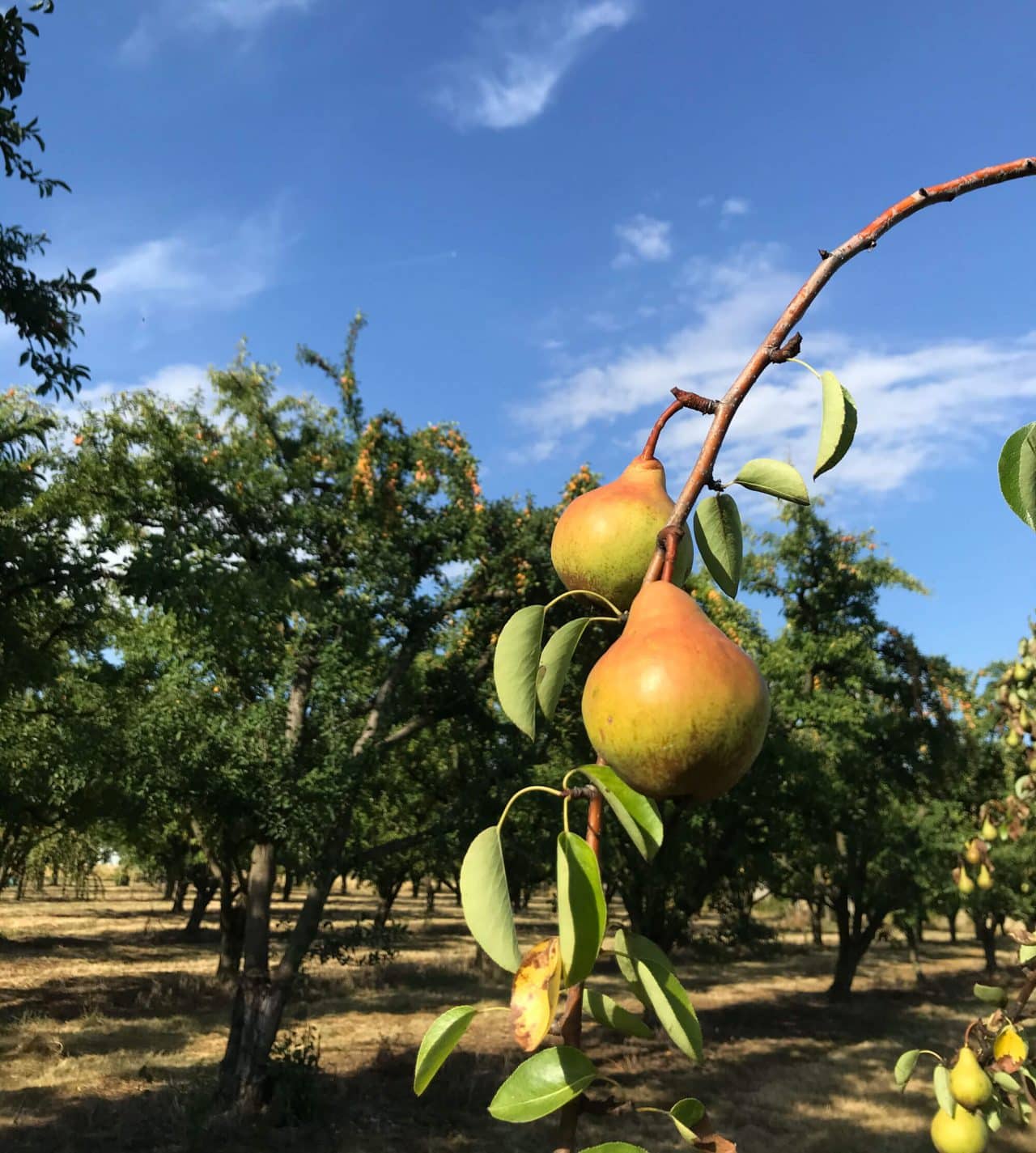Découvrez nos Poires Williams, poires Bartlett, poires Conférence et ...